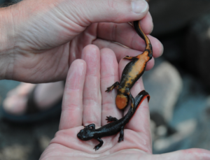 Amphibians Field Guide to Crater Lake | Crater Lake Institute ...